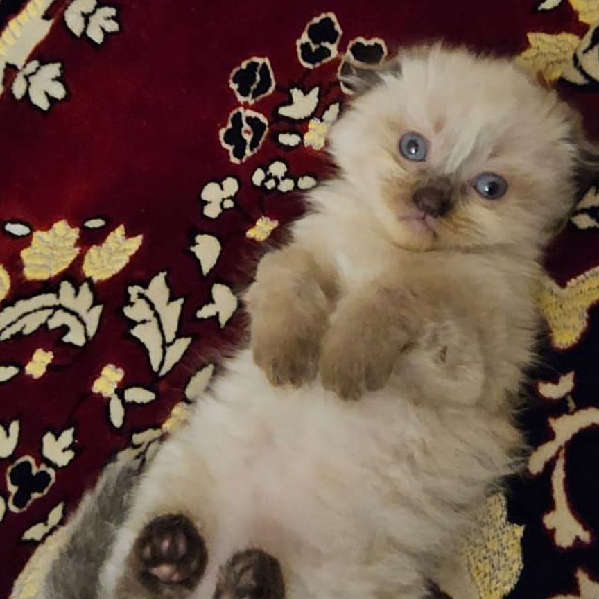 Котята