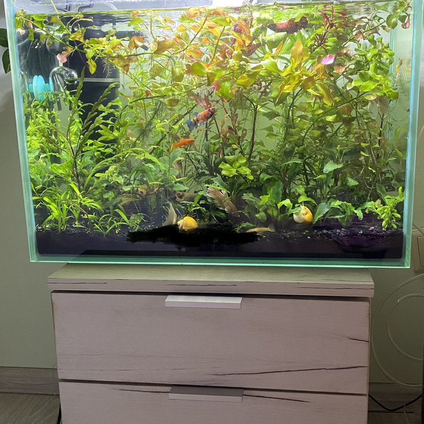 Аквариум 50л