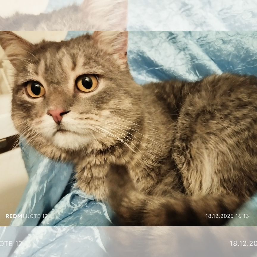 Взрослый кот в добрые руки