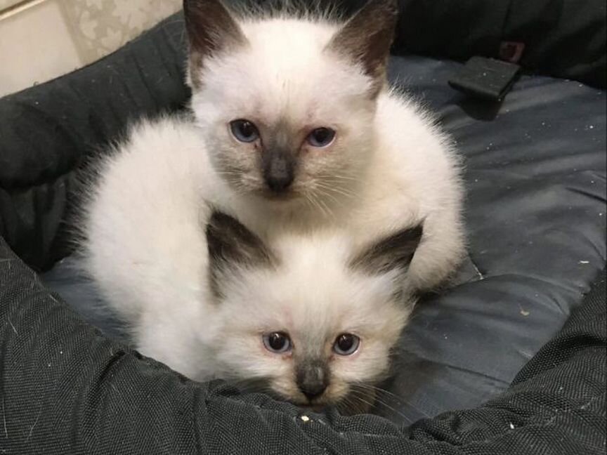 Тайские котята