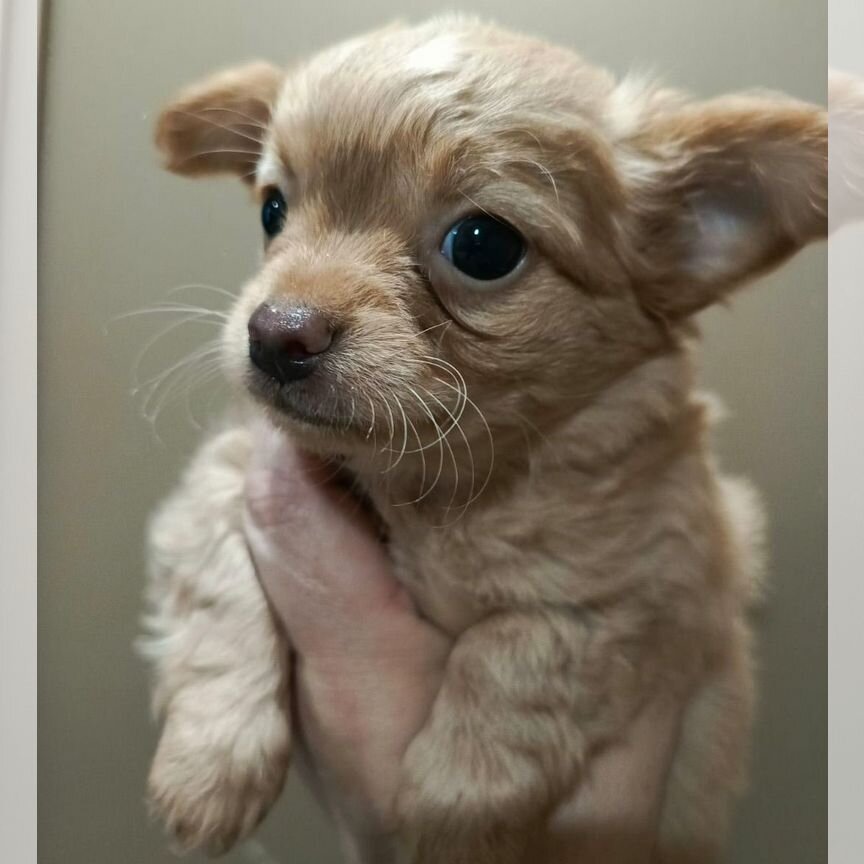 Щенки чихуахуа