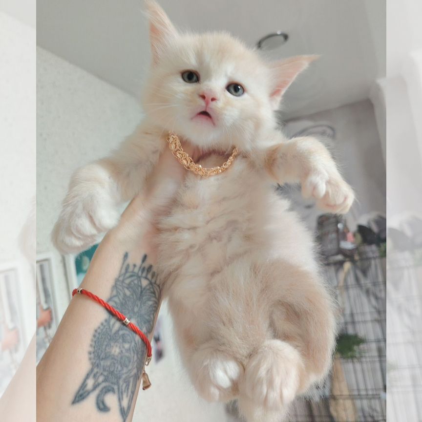 Мейн-кун котёнок