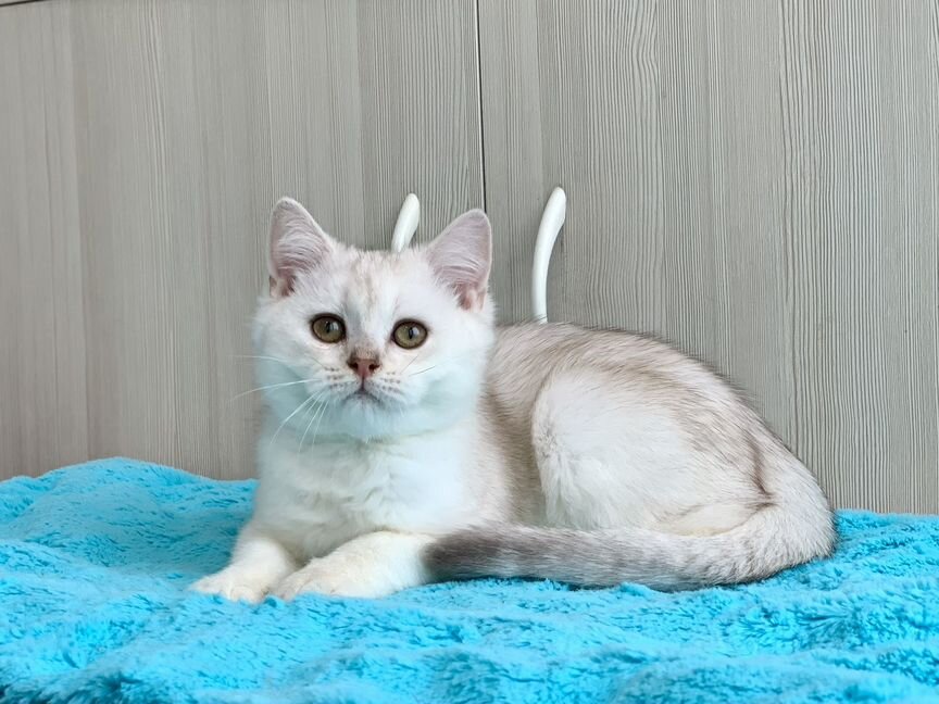 Серебристая шиншила