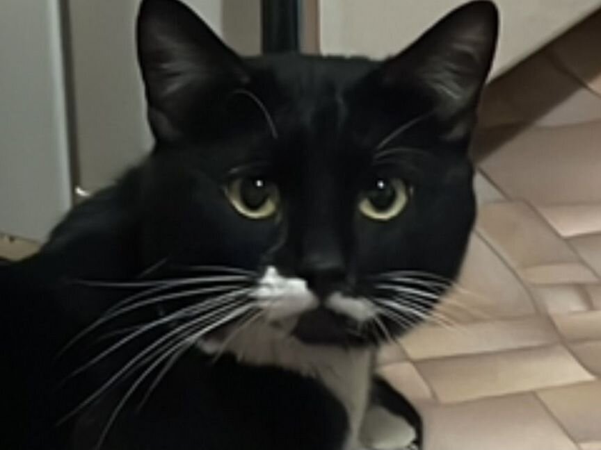 Котик тучка в добрые руки