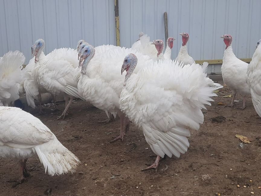 Индюки домашние