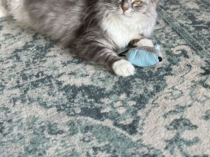Кошка сибирская