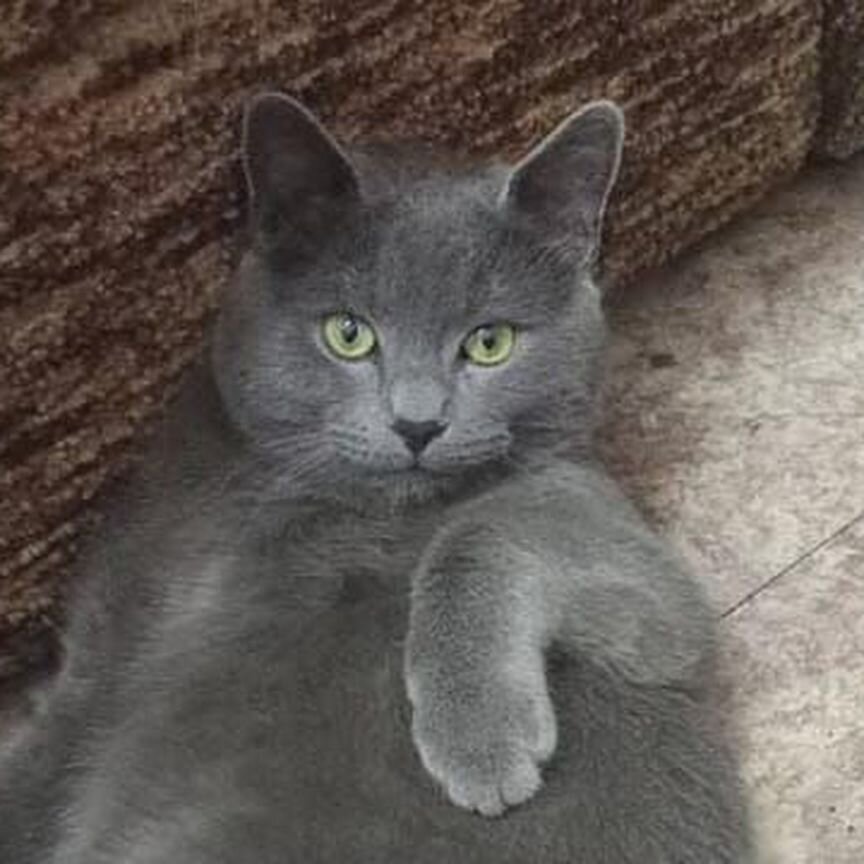 Котенок мальчик 8 мес. в добрые руки