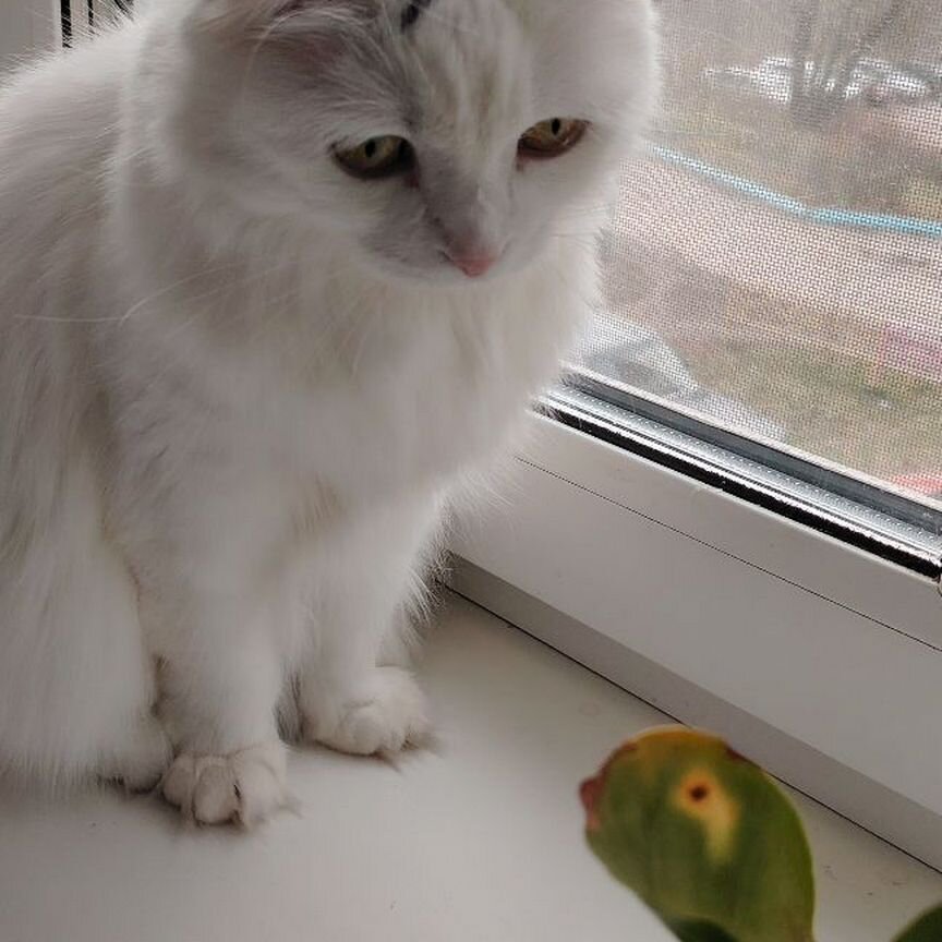 Кошка