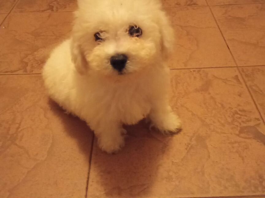 Мини мальчик мальтипу ф1