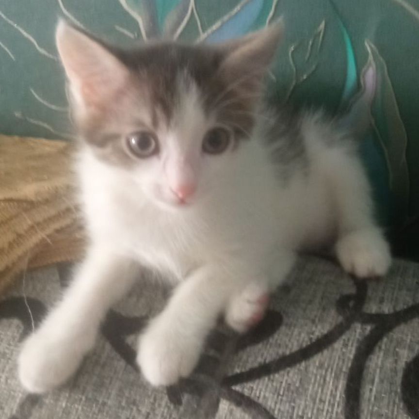 Котёнок в добрые руки