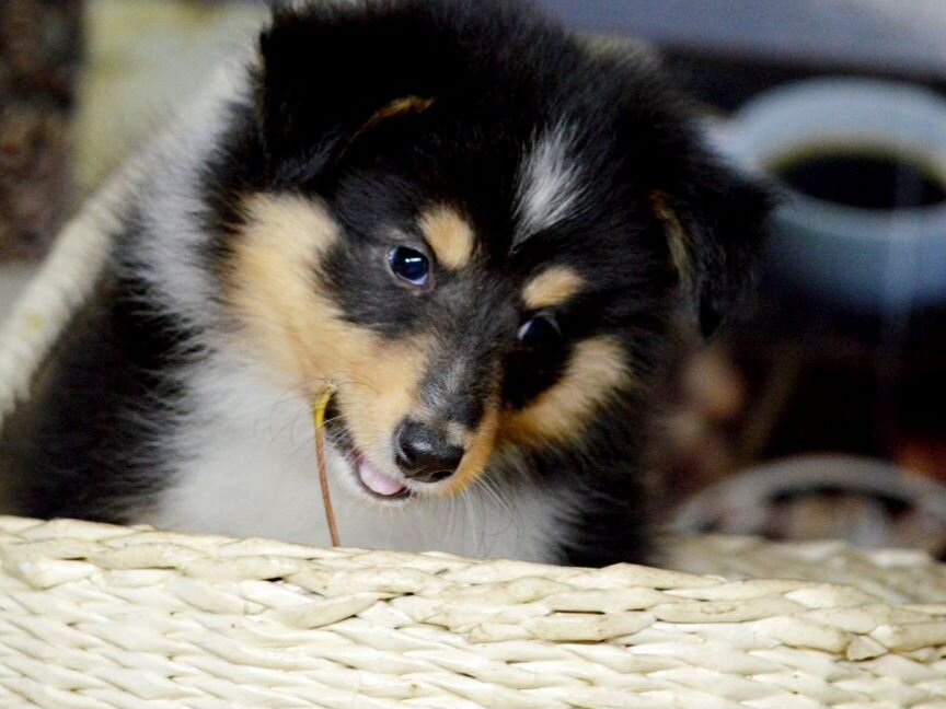 Шелти триколорные красавчики