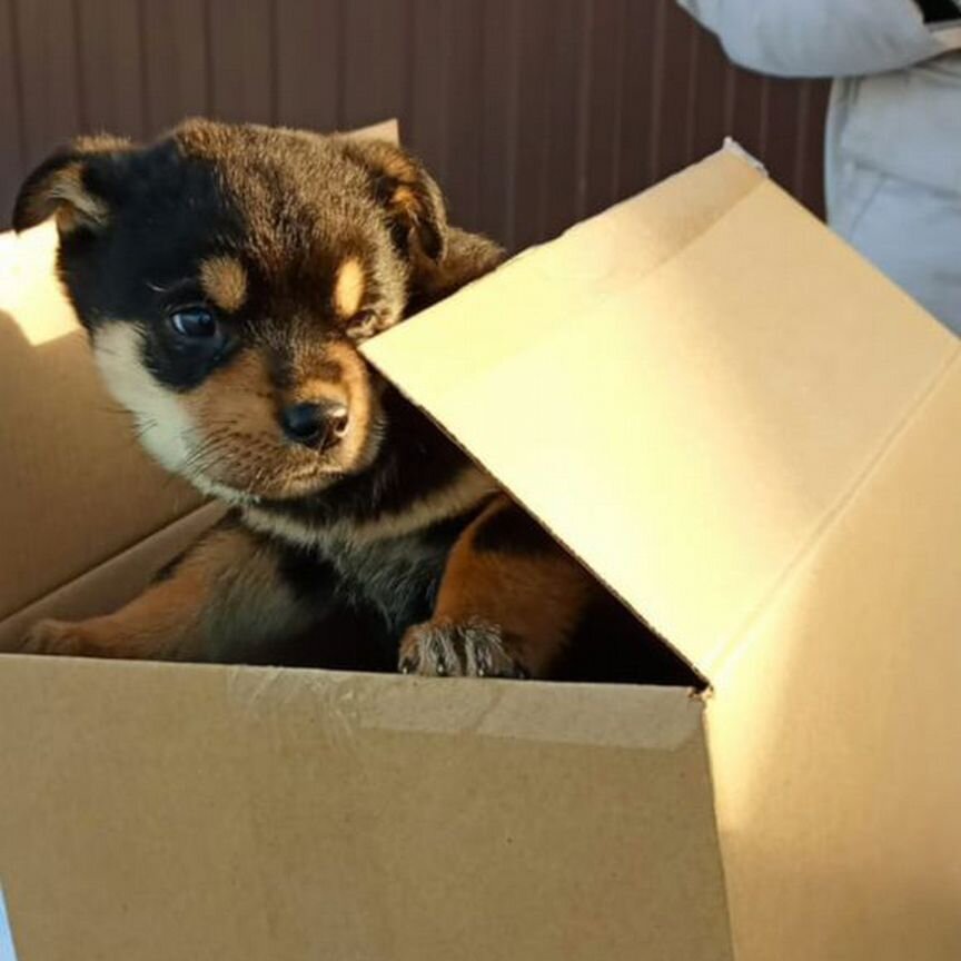 Щенок в добрые руки мальчик