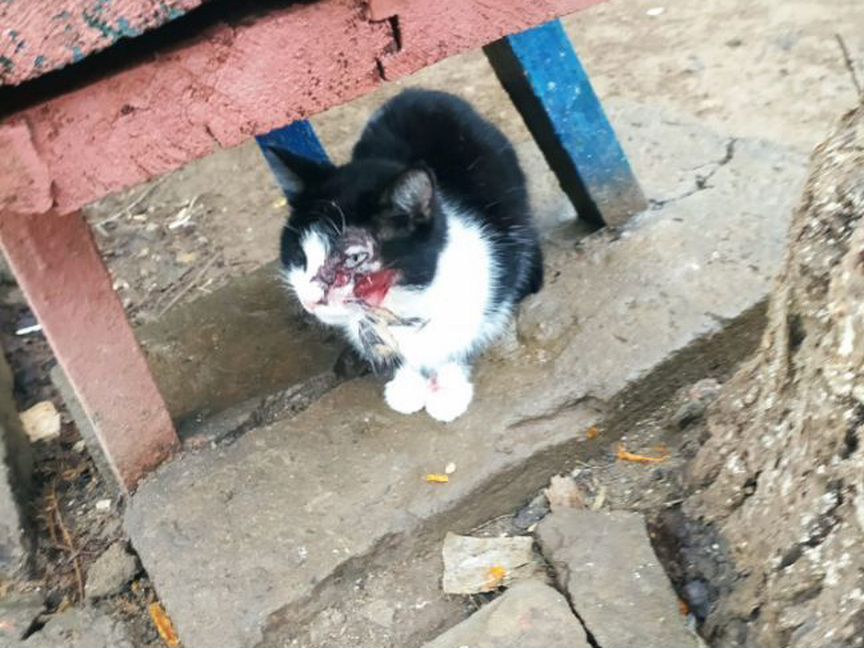 Подрали кота