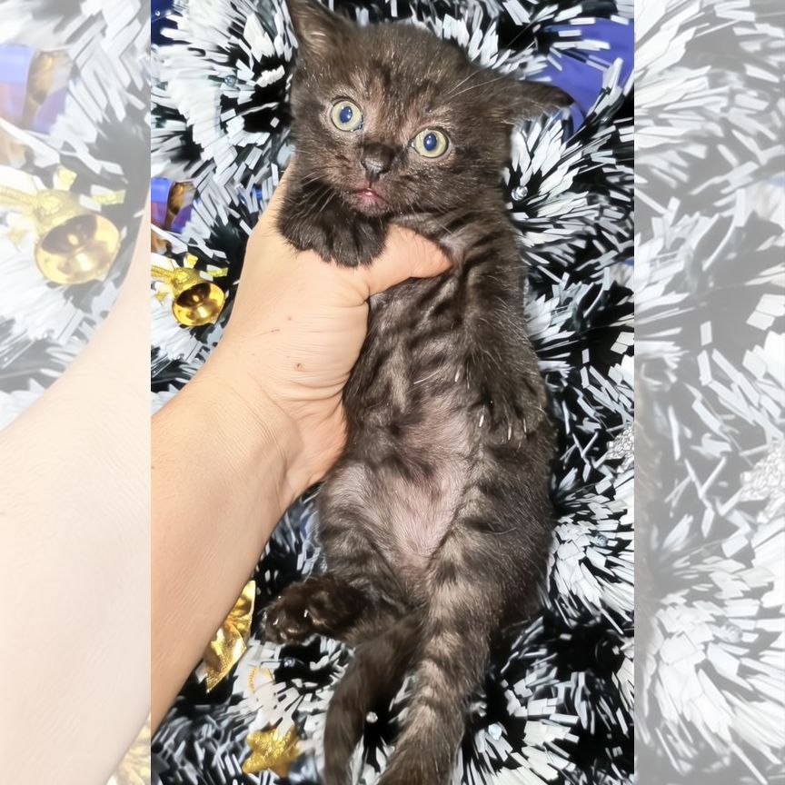 Шотландский вислоухий короткошёрстный котёнок