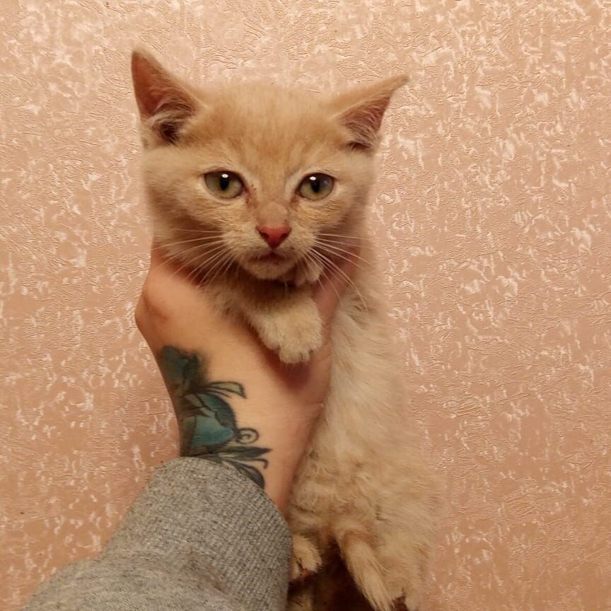Котята в добрые руки бесплатно