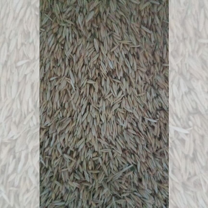 Зерно пшеница ячмень