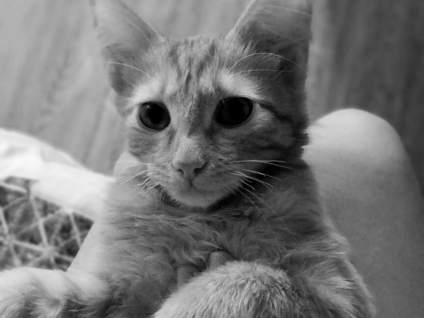 Котята мейн-кун