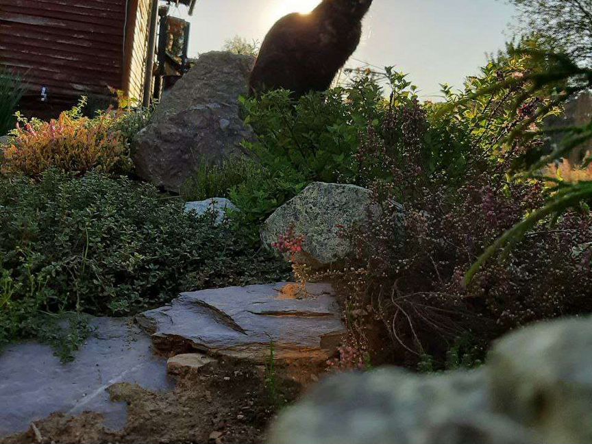 Уникальная кошка