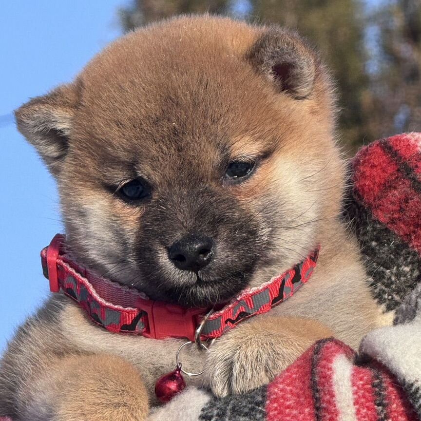 Сиба-ину, щенок