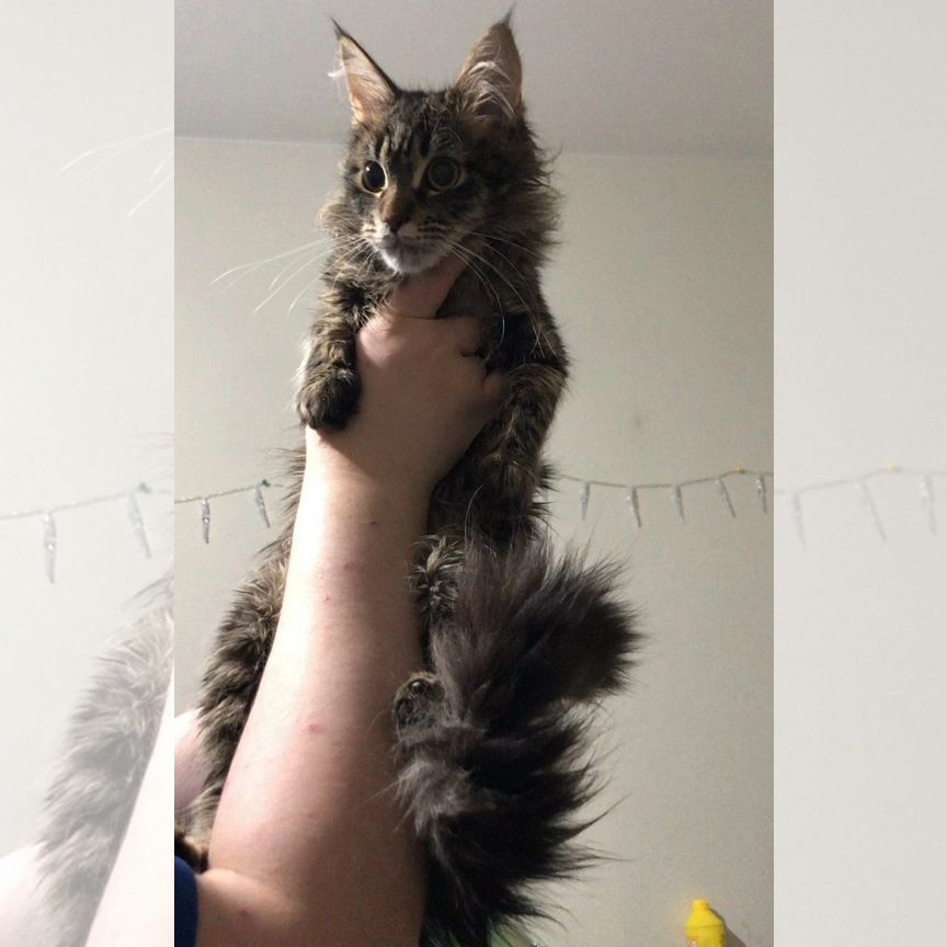 Мейн-кун, взрослый кот