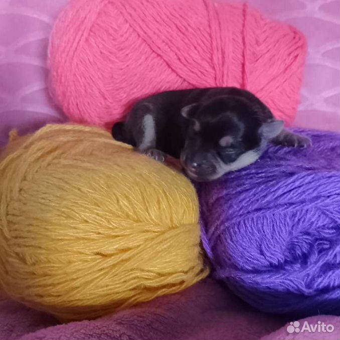 Продажа собак щенков