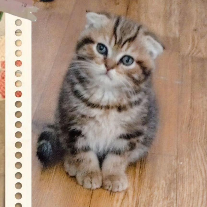 Шотландские вислоухие котята