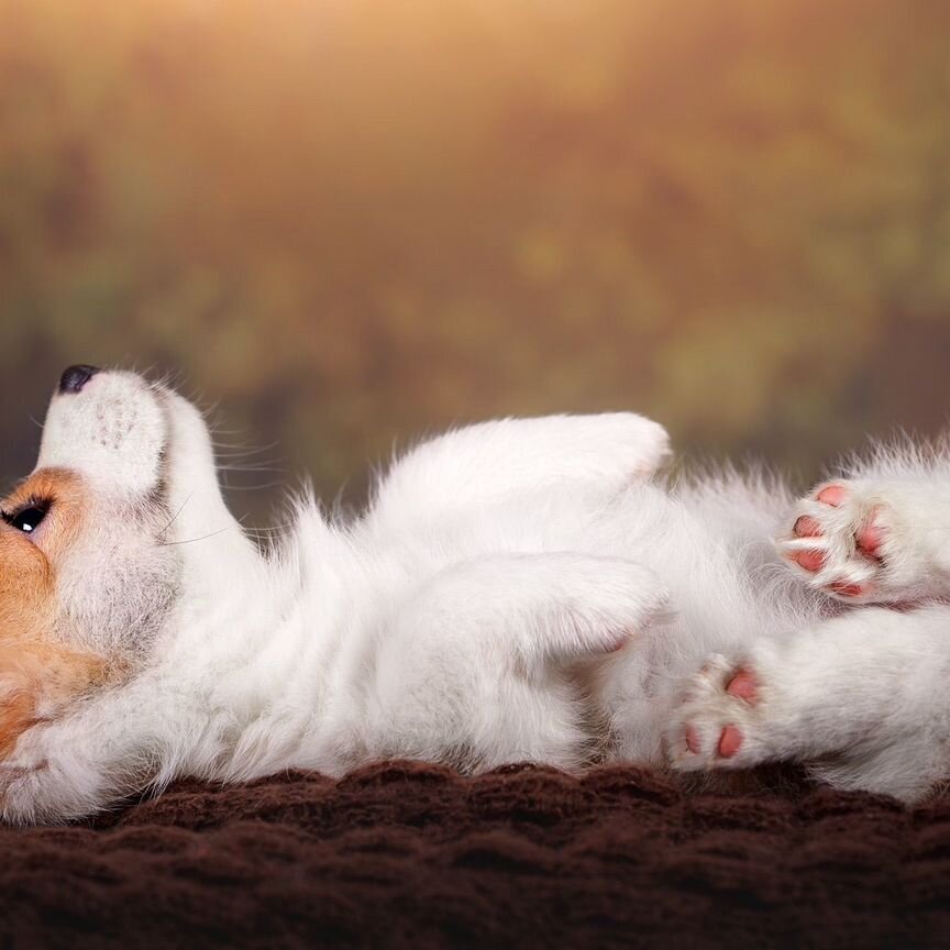 Щенки корги пемброк