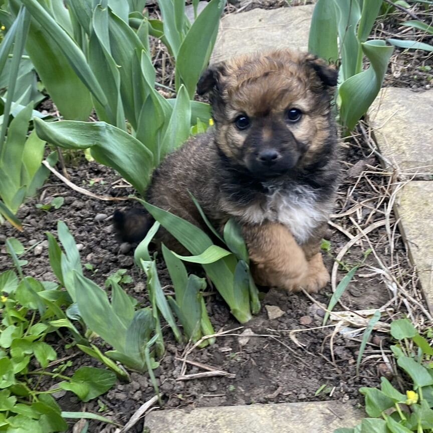 Щенки дворняжки