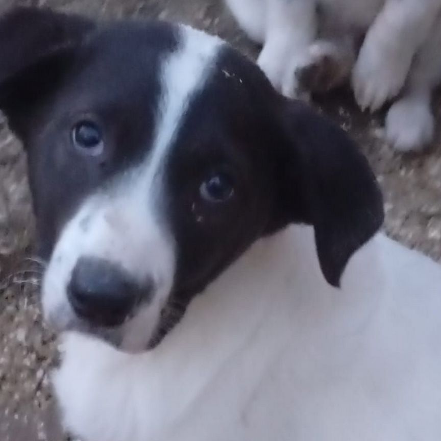 Щенок в добрые руки