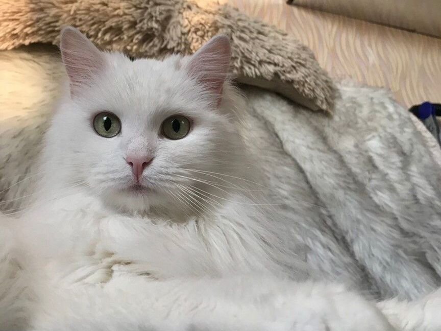 Белая кошка ищет дом после смерти хозяина