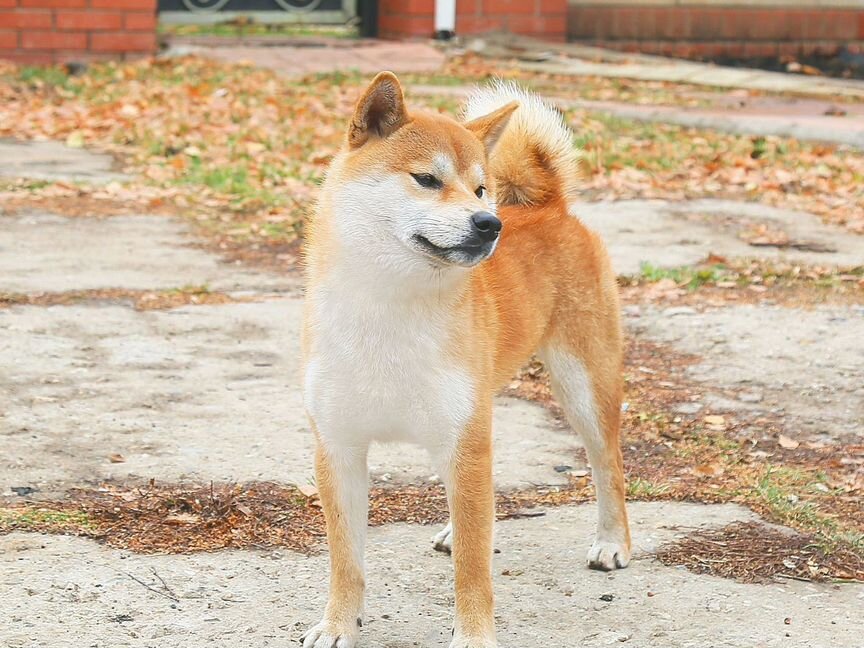 Кобель 3 года, бесплатно