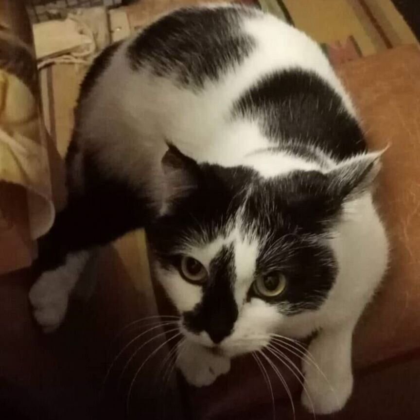 Отдам в добрые руки кошку