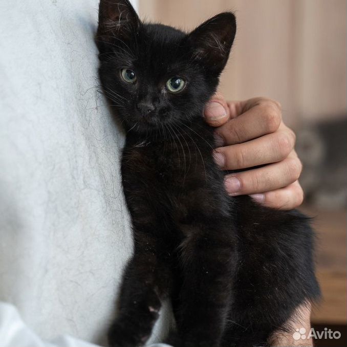 Котенок Тимоти смешной