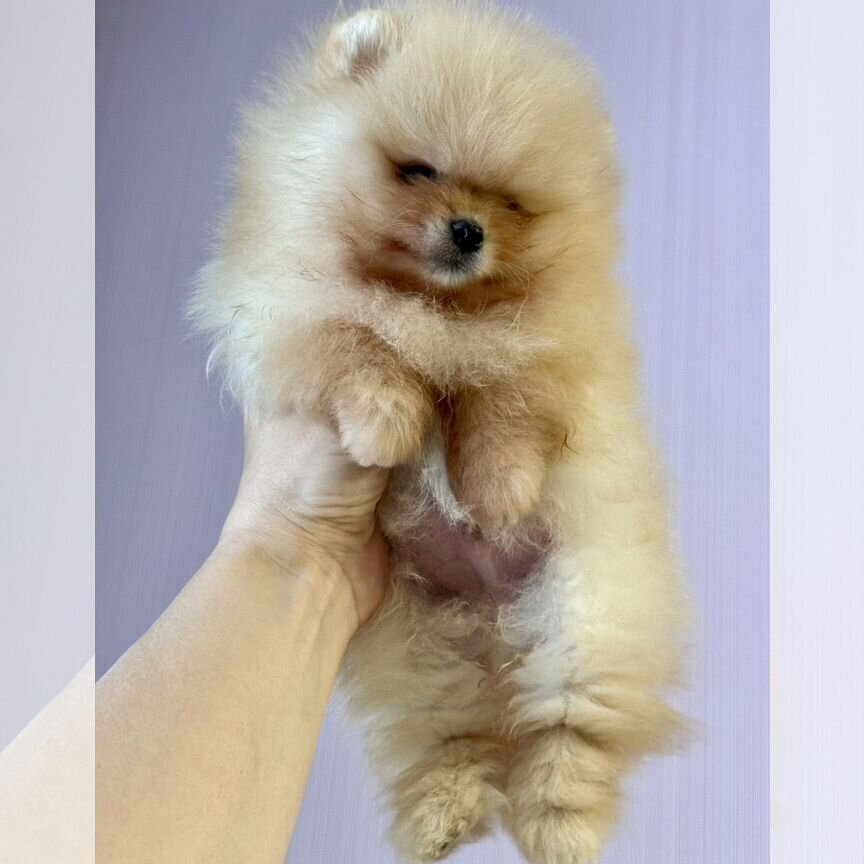 Померанский шпиц, щенок