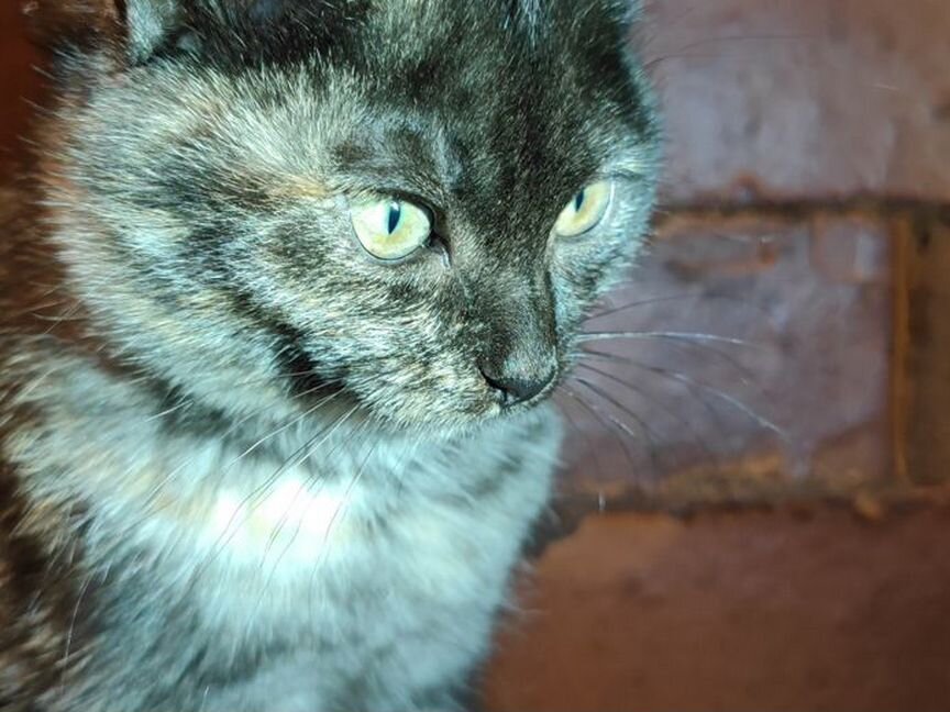 Котёночек котёнок Котёночек