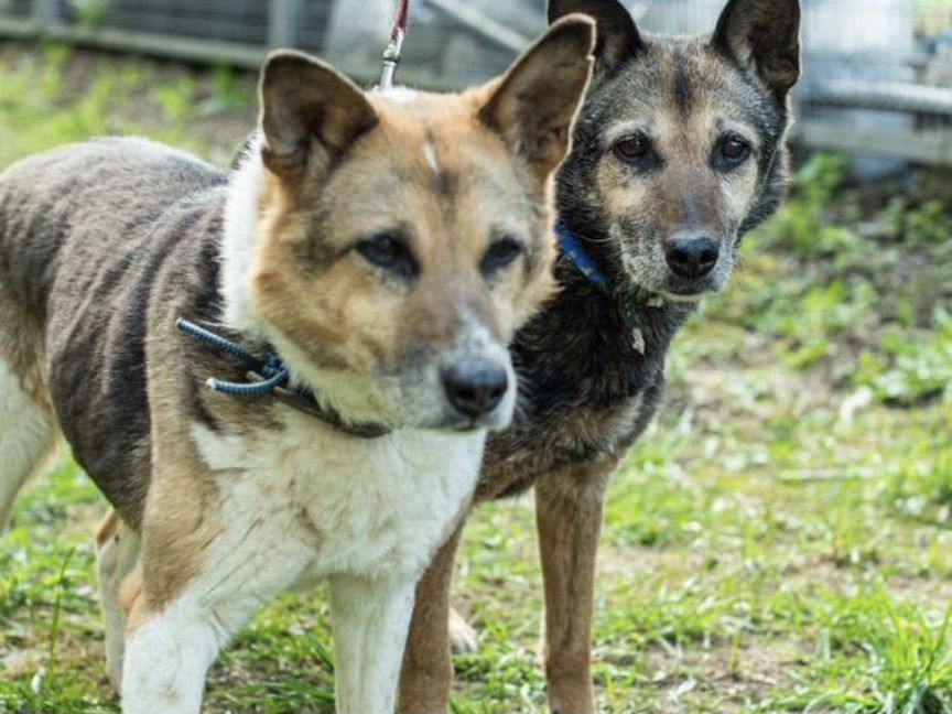 Сестрички Катя и Юля ждут свою семью