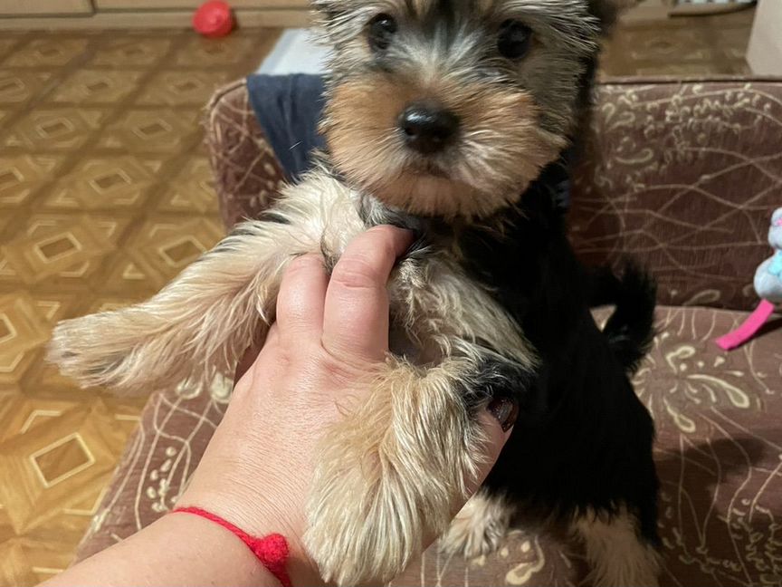 Йоркширский терьер