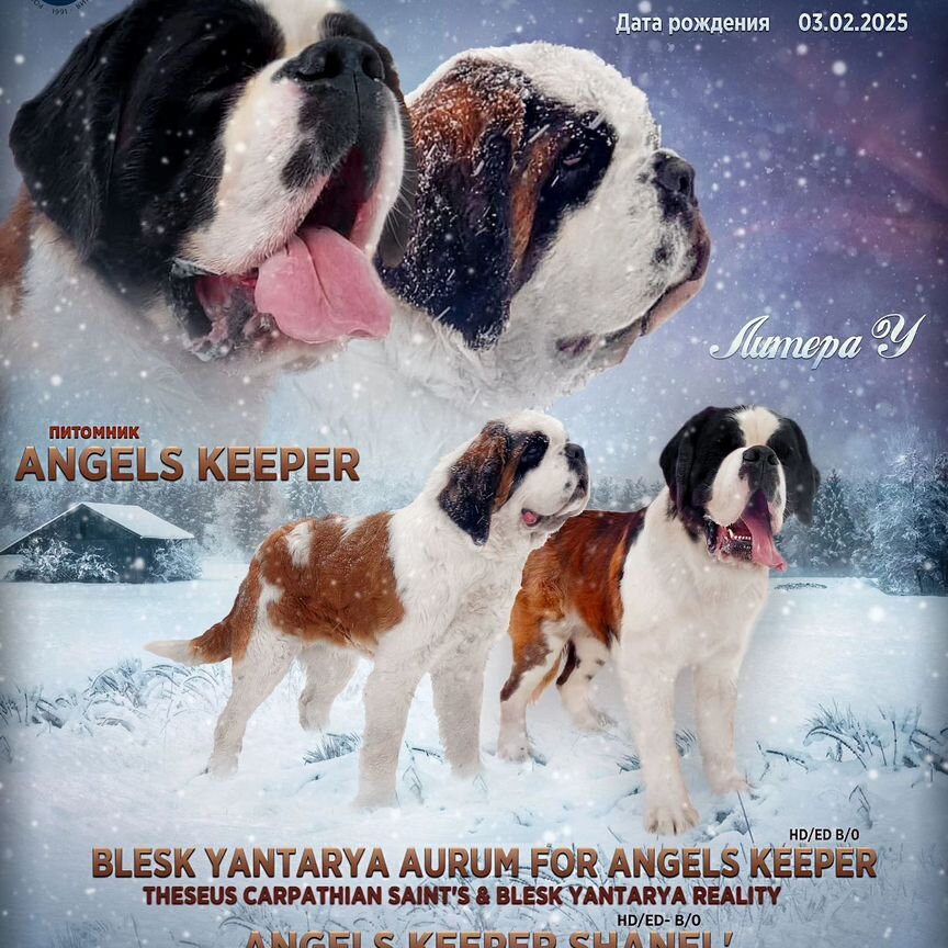 Щенки сенбернара длинношерстного