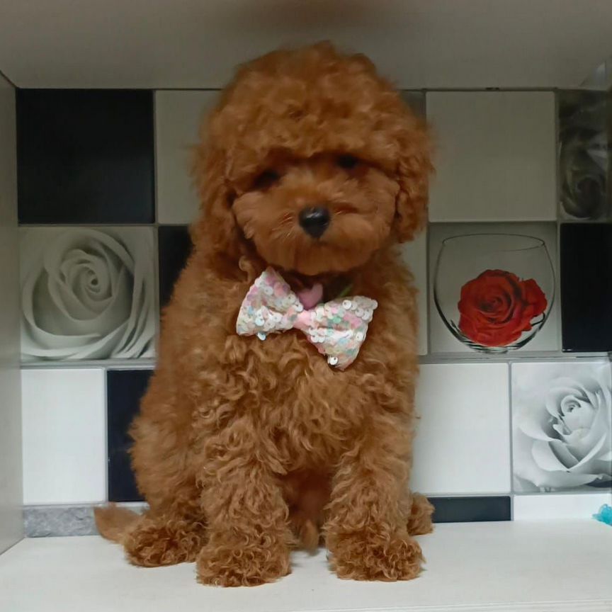 Той-пудель, щенок