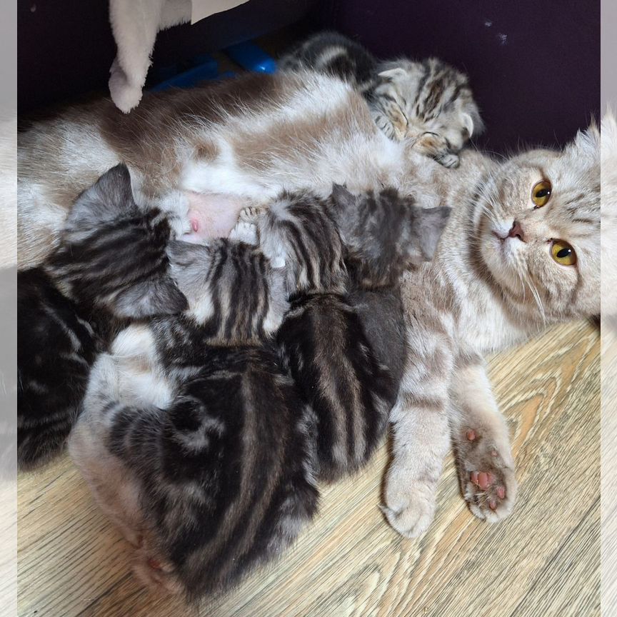 Шотландские котята