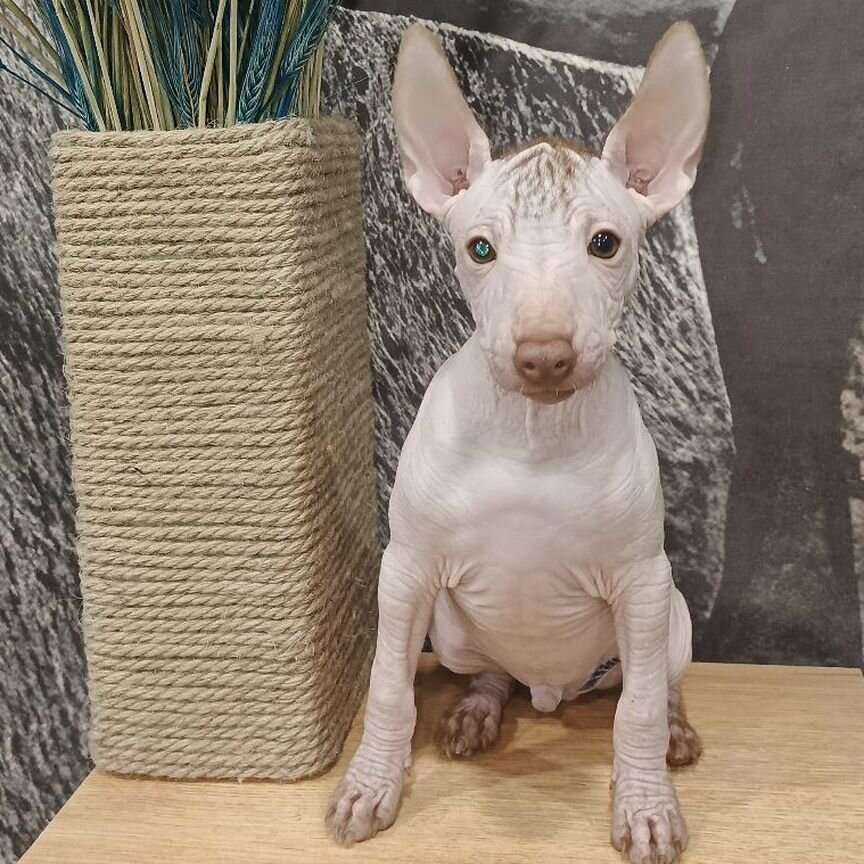 Мексиканская голая собака, щенок