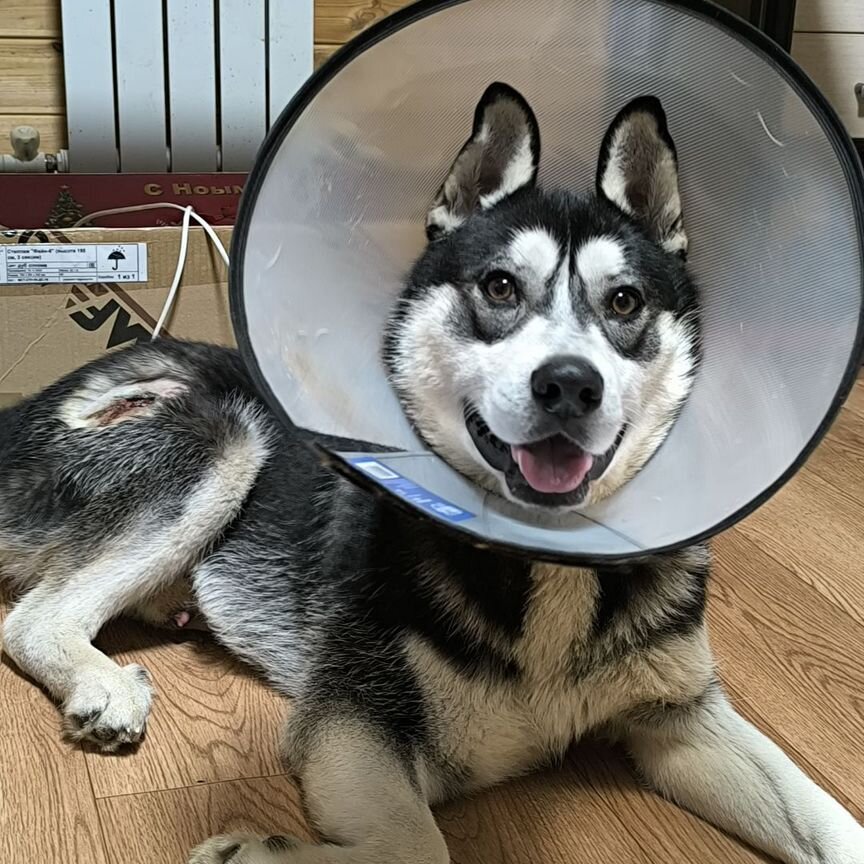 Сибирский хаски 7 месяцев