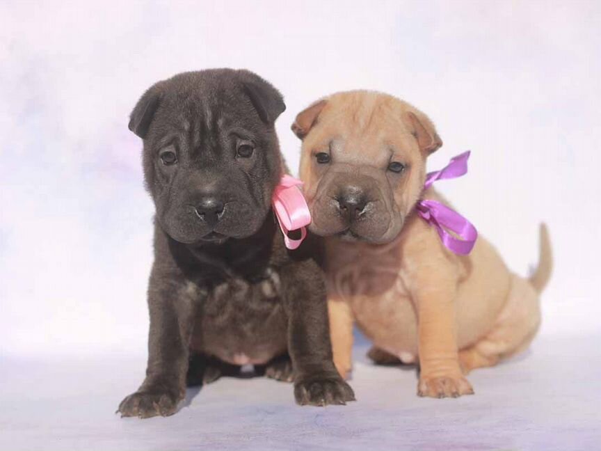 Шарпейчики с документами