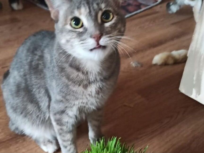 Кошечка Мишель в заботливые руки