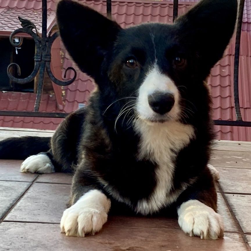 Щенок Вельш Корги Кардиган