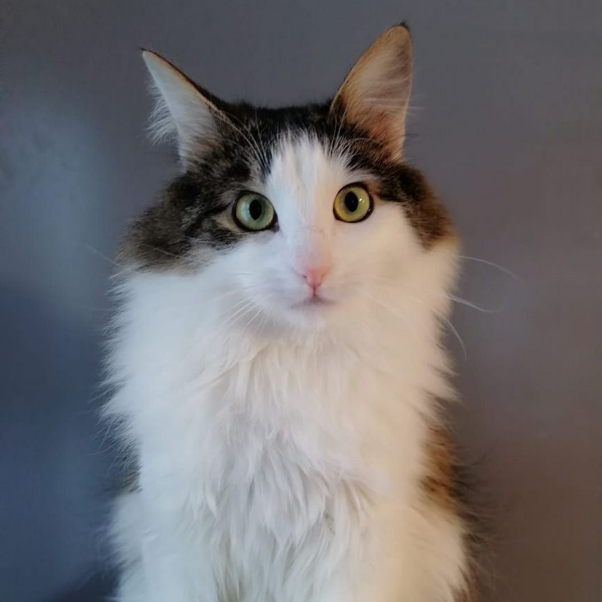 Ласковый Шпинат ищет дом