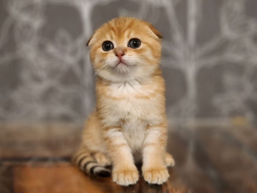 Котята золотая шиншилла