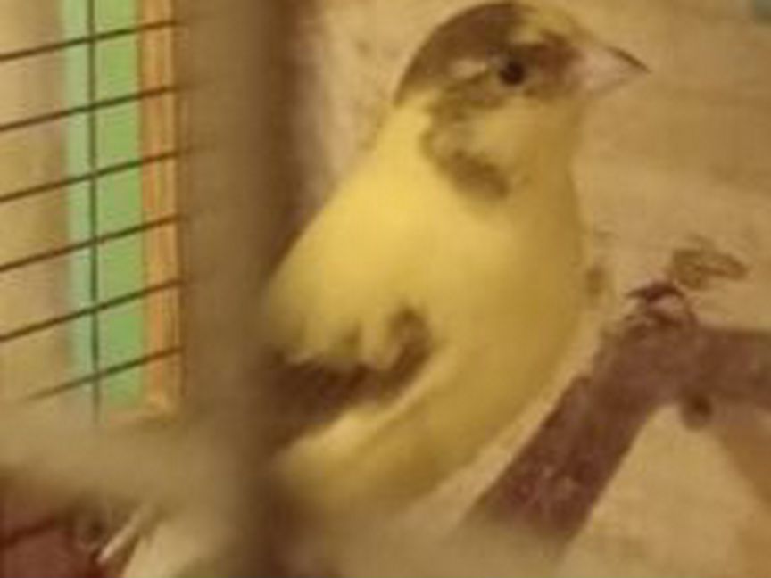 Кенара и канарейки