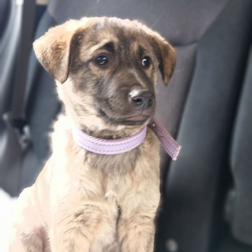 Щенок мальчик в добрые руки