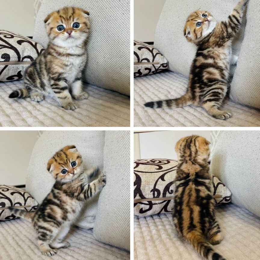 Шотландский вислоухий короткошёрстный котёнок